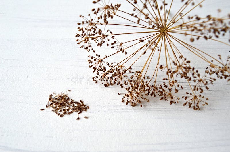 Het Zaad En Het Onkruid Van De Dille Stock Foto - Image of houten ...