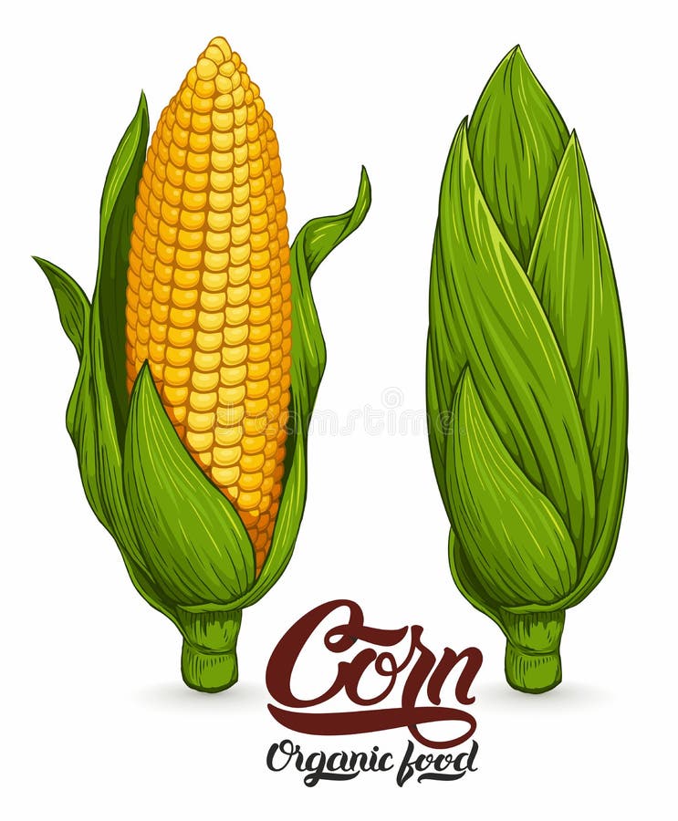 Het gebied van het graan vector illustratie. Illustration of ...