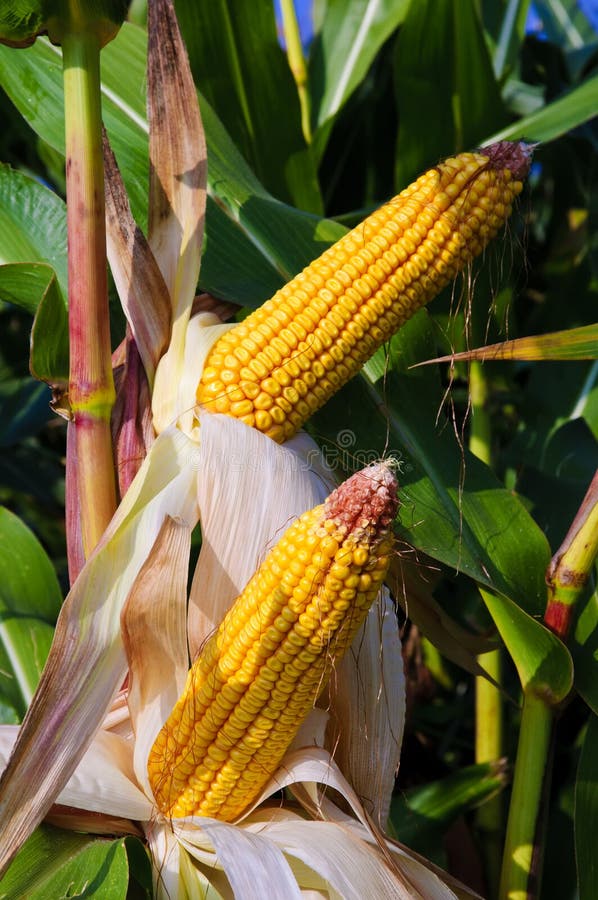 Maïskolf Van Graan Op Cornfield Stock Afbeelding - Image of groei ...