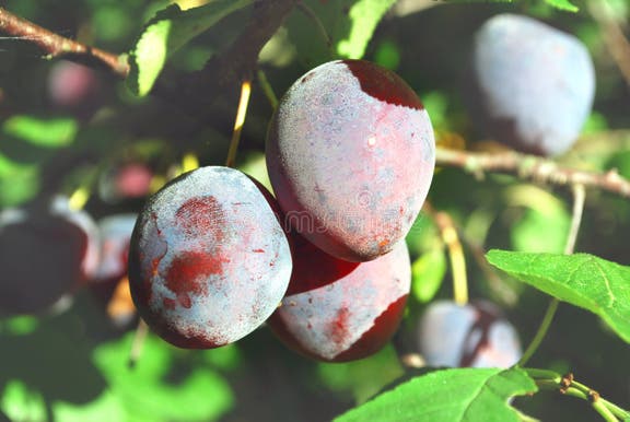 Rijpe blauwe pruim stock afbeelding. Image of vers, blauw - 36349761