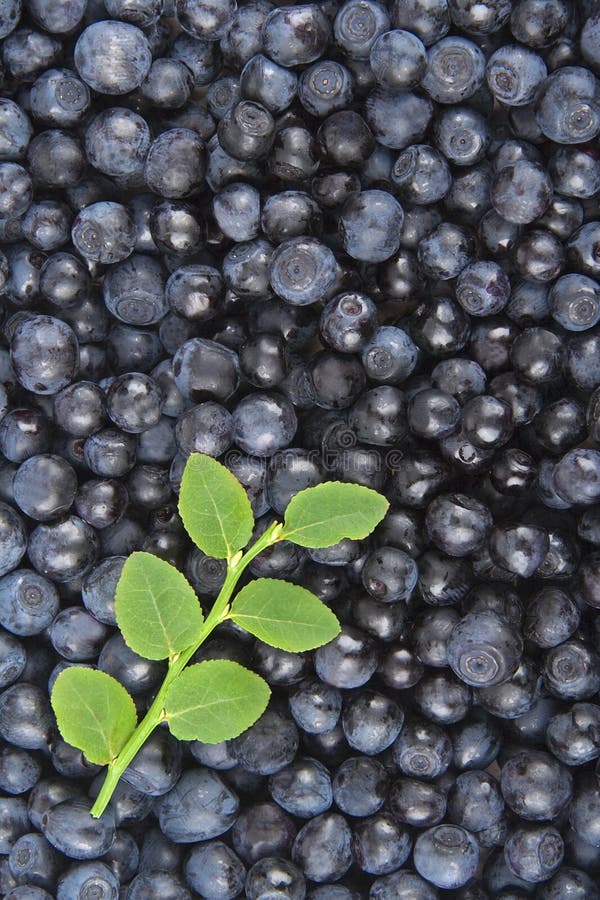 Bosbessen in het Bos stock foto. Image of bosbessen, bessen - 21287350