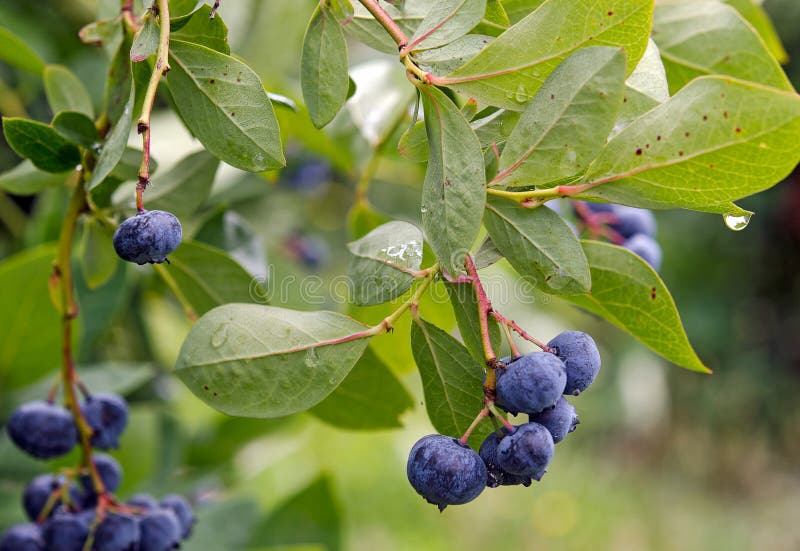 Bosbes Op Struik Met Regendruppel Stock Afbeelding - Image of water ...