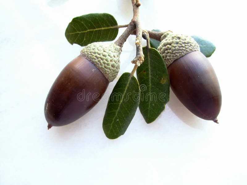 Rijpe eiken eikel stock afbeelding. Image of groep, eikel - 1550845
