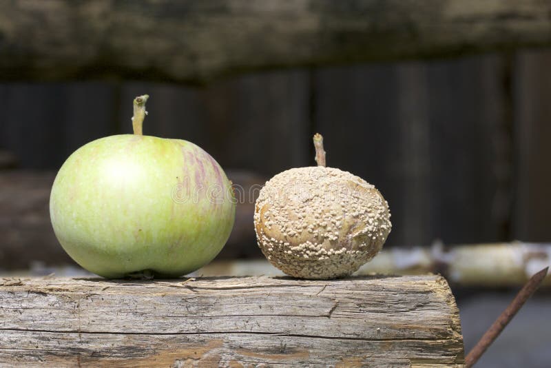 Rijpe en rotte appel stock afbeelding. Image of voedsel - 74923349