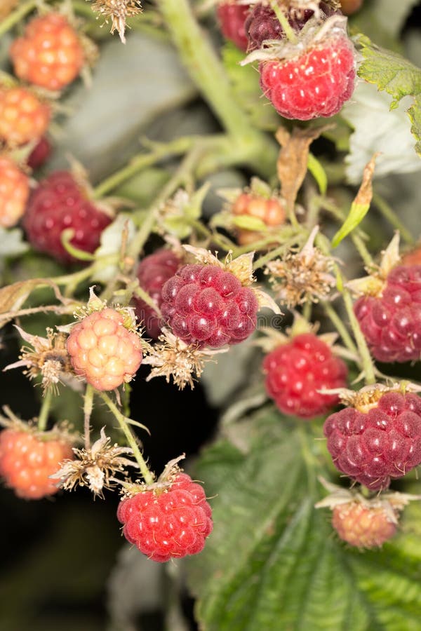 Rijpe Framboos Op Struik Op Aard Stock Afbeelding - Image of vers ...