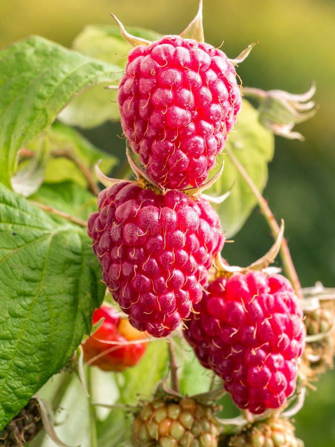 Rijpe Frambozen Die Op Struik Groeien Stock Foto - Image of takken ...