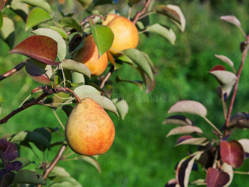 Onrijpe Kweeperen (oblonga Cydonia) Stock Afbeelding - Image of ...
