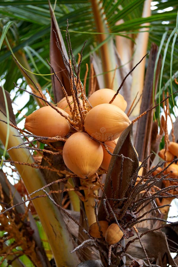 De Vruchten Van De Gele Kokosnoten in De Boom Zien Er Zo Vers Uit Stock ...