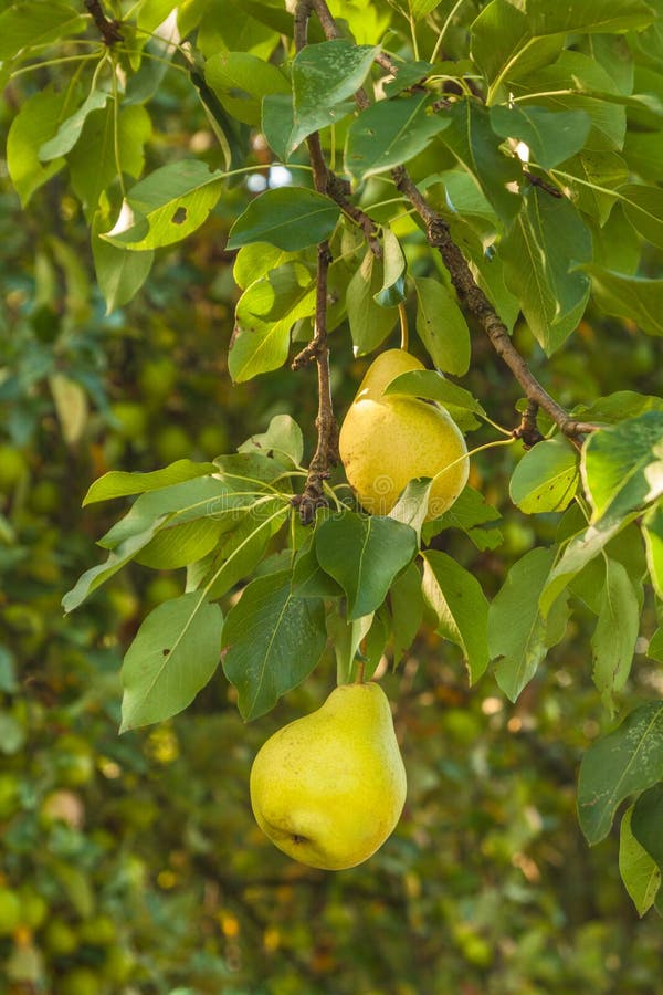Rijpe Gele Peren Op Een Tak Stock Afbeelding - Image of daling, peren ...