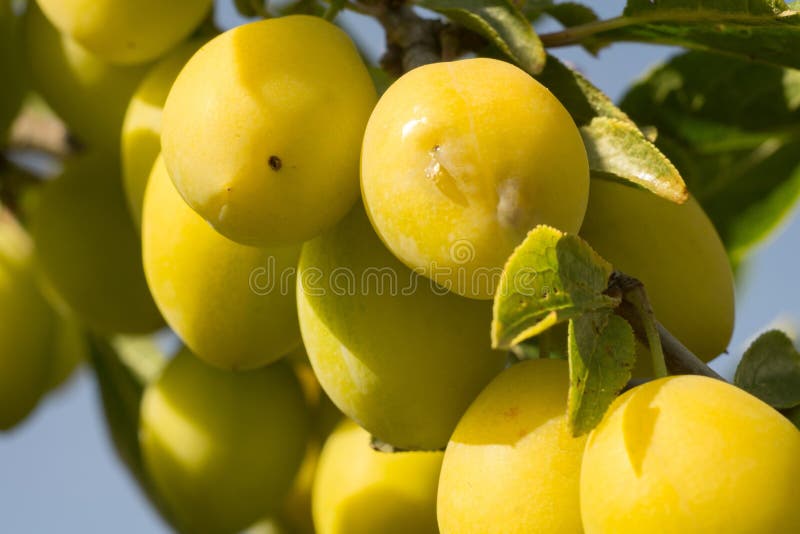 Rijpe Gele Pruimen stock afbeelding. Image of pruim, organisch - 73203149