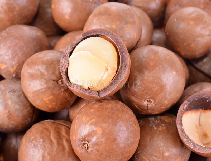 Rijpe Macadamia Noten Die Op Macadamia Boom Klaar Voor Oogst ...