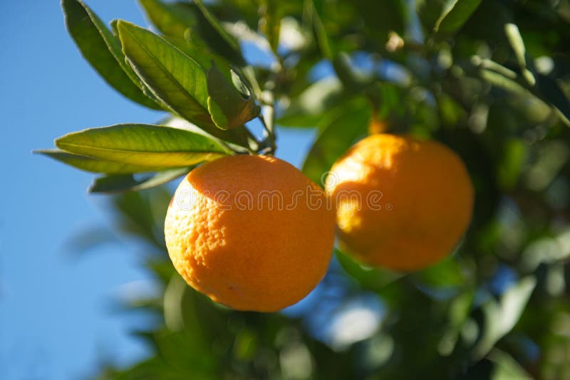 Rijpe Mandarijnen Aan De Boom Stock Foto - Image of rijp, sinaasappel ...