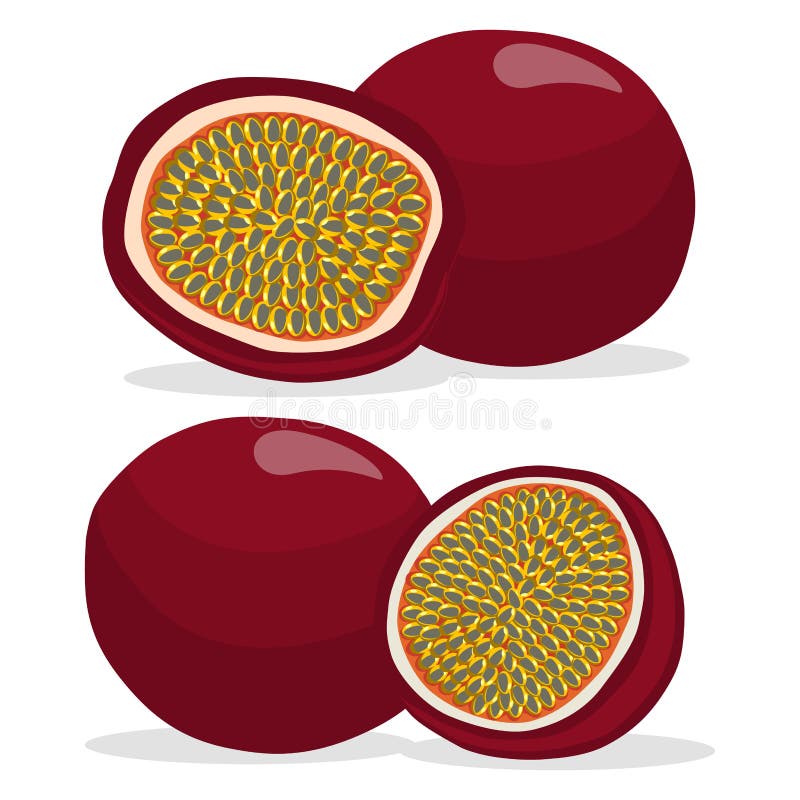 Rijpe passievrucht vector illustratie. Illustration of voeding - 88712693
