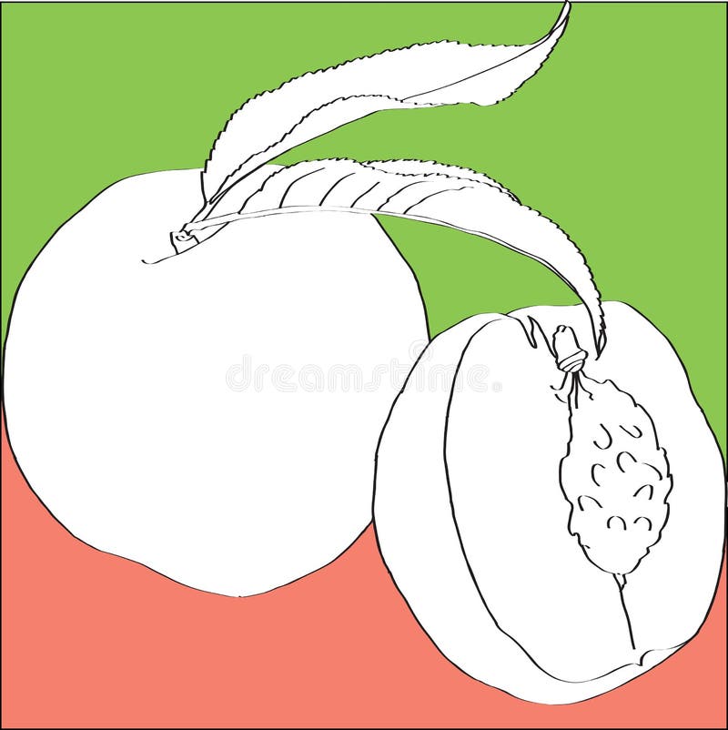 Rijpe perzik vector illustratie. Illustration of versheid - 44504186