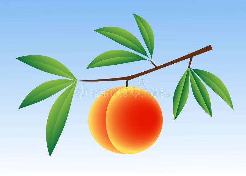 Rijpe perzik vector illustratie. Illustration of nave - 9347215