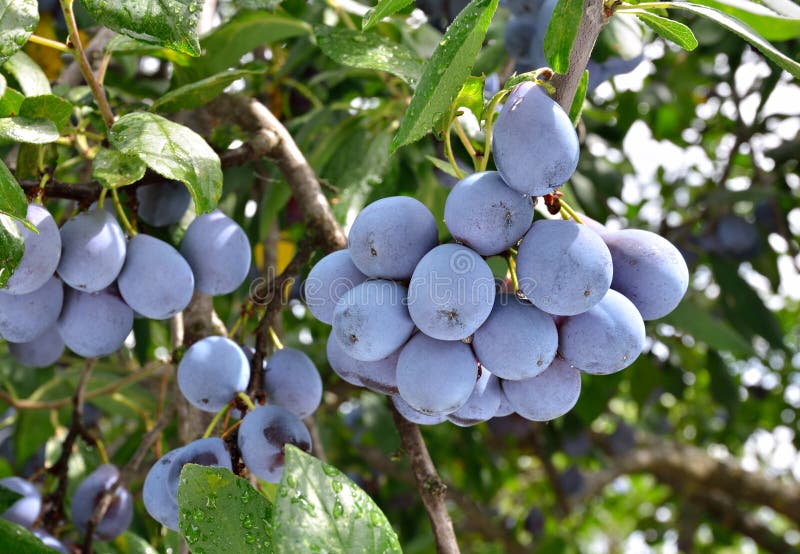 Rijpe pruim aan de tak stock afbeelding. Image of purper - 26088315