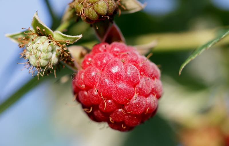 Rode Rijpe Framboos Met De Kleur Van Het Bladerendetail Stock ...