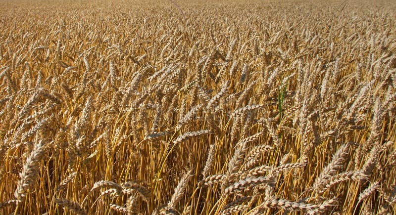Rijpe tarwe op een gebied stock afbeelding. Image of mooi - 72747435