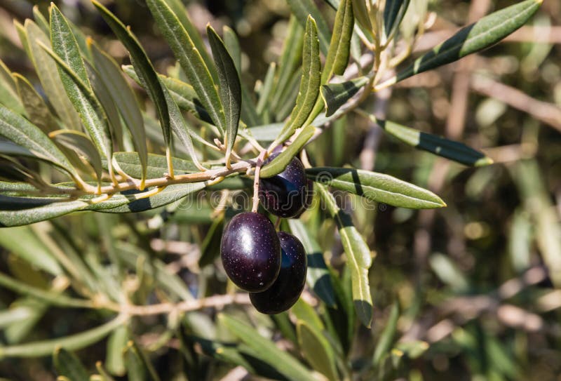 Olijvenboom stock foto. Image of seizoen, installatie - 56829204