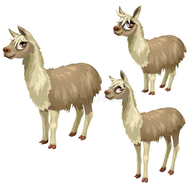 Rijpingsstadia Van Lama, Drie Stadia Van De Groei Vector Illustratie ...