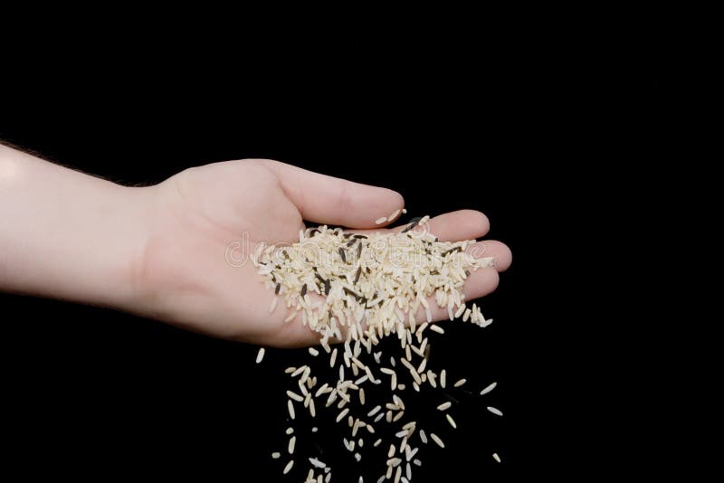 Rijst Die Uit Hand in Werking Wordt Gesteld Stock Foto - Image of ...