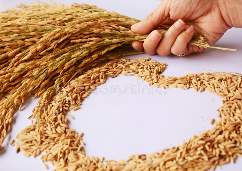 Gouden Rijst En Green In Chiang-MAI Stock Afbeelding - Afbeelding ...