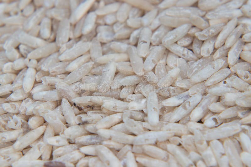 Rijstgraanklander, Zwarte Graanklander Stock Foto - Afbeelding ...