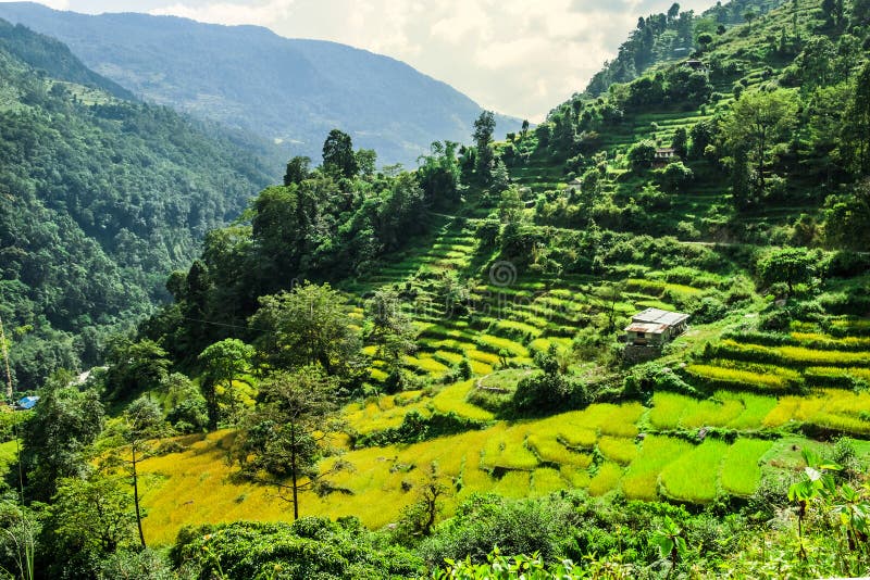 Rijstterrassen in Nepalees Himalayagebergte Stock Afbeelding - Image of ...