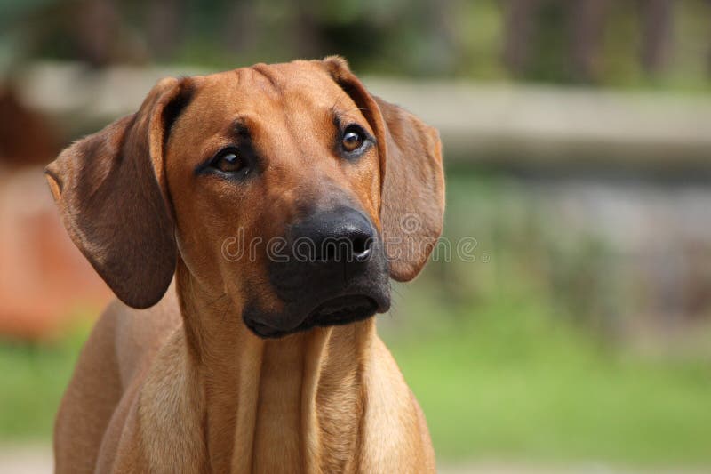 Rhodesian Ridgeback male stock photo. Image of rhodesian - 24841212