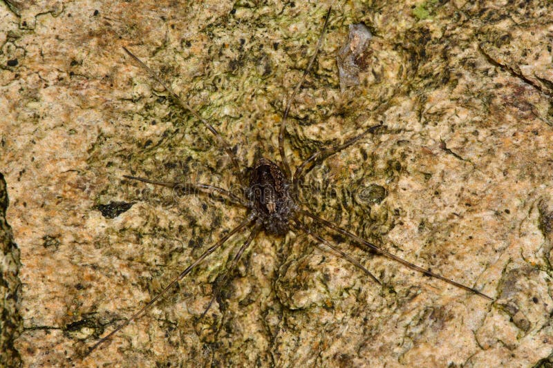 Rilaena-triangularis Weberknechtspinne Von Oben Stockfoto - Bild von ...