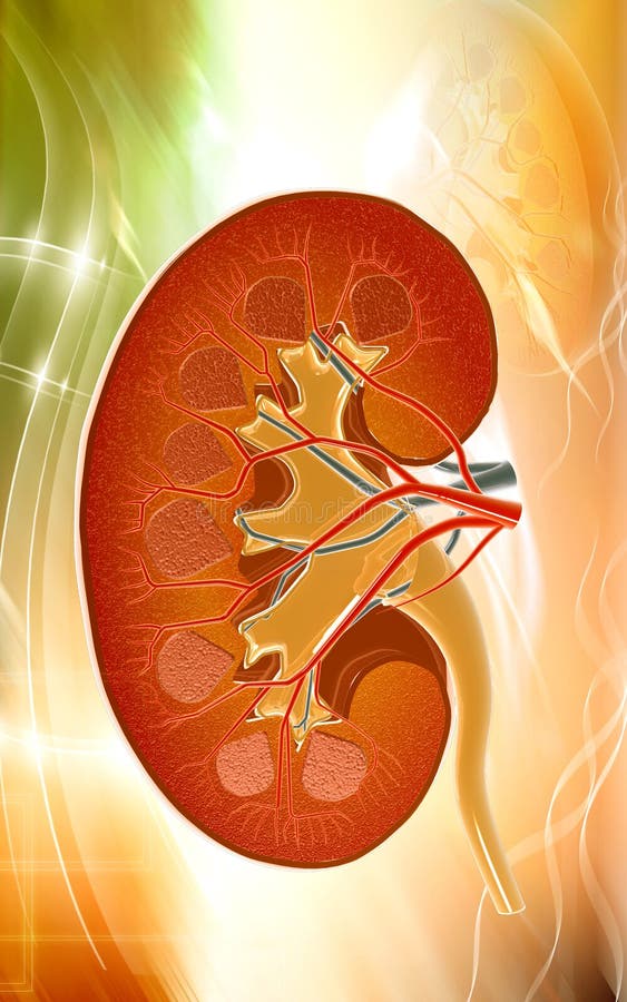 Rim Humano Com Glândula Ad-renal Ilustração Stock - Ilustração de renal ...