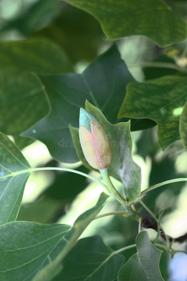 Rim Da Flor De Um Liriodendron. Imagem de Stock - Imagem de florescido ...