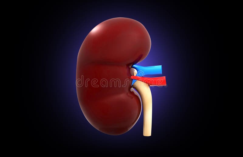Rim humano ilustração stock. Ilustração de interno, corpo - 32652315