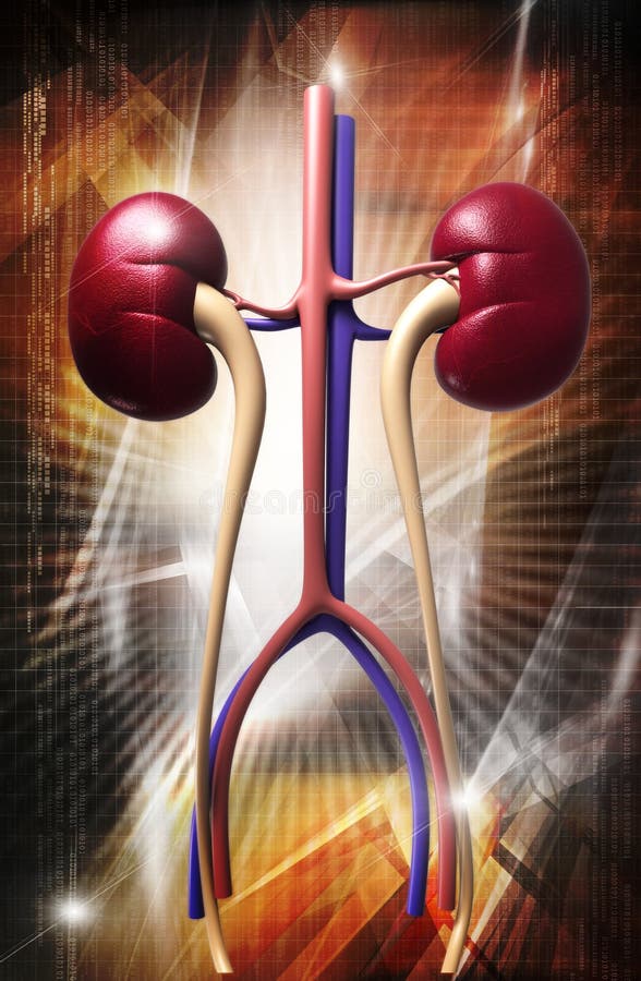 Rim humano ilustração stock. Ilustração de médico, fundo - 33259679