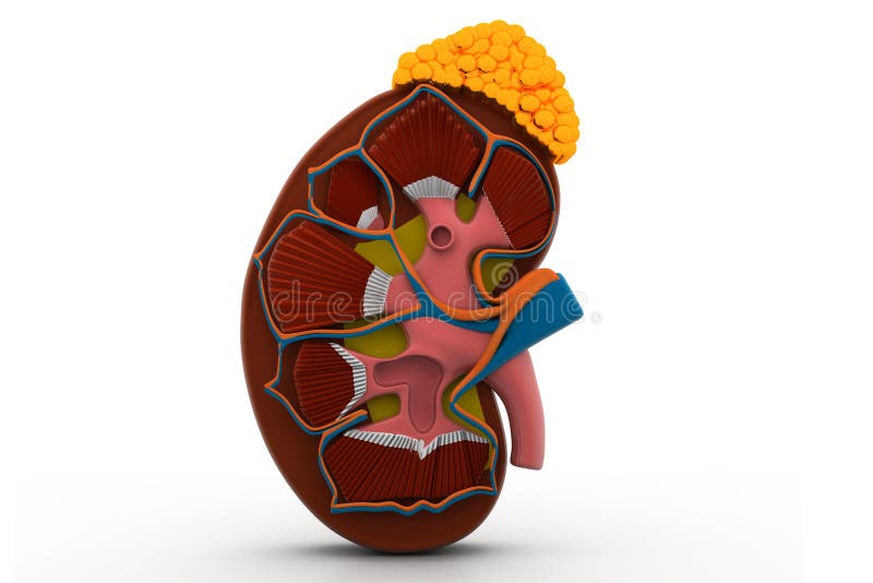 Rim humano ilustração stock. Ilustração de anatomia, médico - 37049409