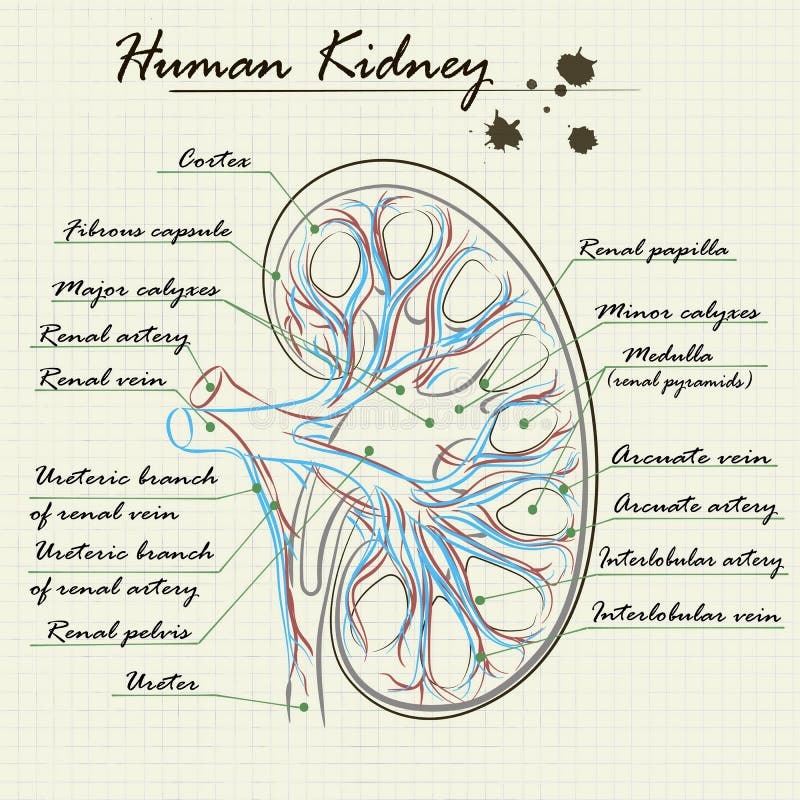 Rim humano ilustração stock. Ilustração de ciência, glândula - 2084093
