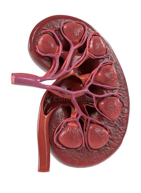 Rim humano ilustração stock. Ilustração de médico, cirurgia - 70696143