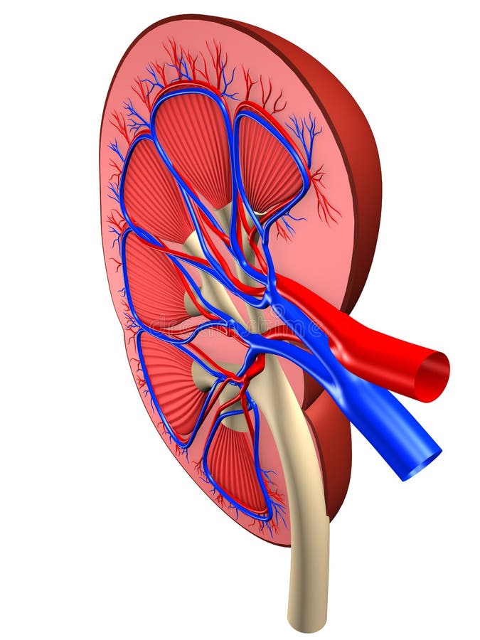 Rim humano ilustração stock. Ilustração de sangue, ciência - 2084093