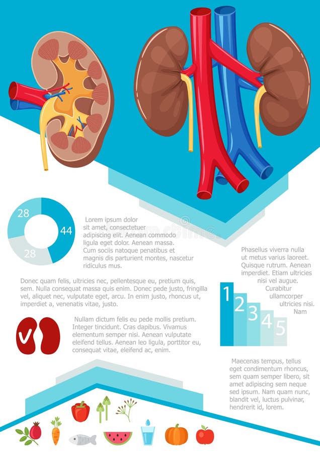 Diagrama humano do rim ilustração stock. Ilustração de dialysis - 24696932