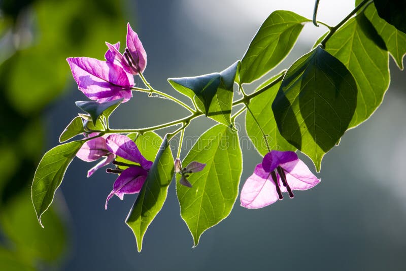 Rim Light Flower and Tree Leaves Stock Image - Image of pink, trees ...