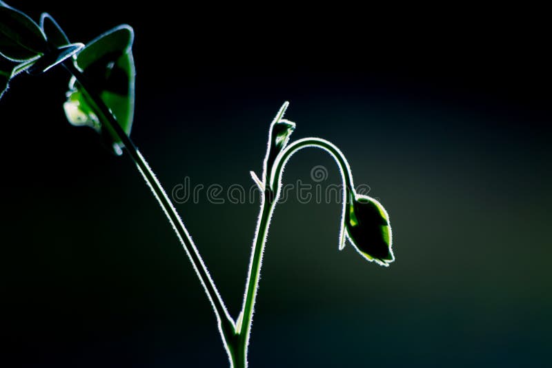 Rim light stock photo. Image of leaflet, closeup, nature - 47712440