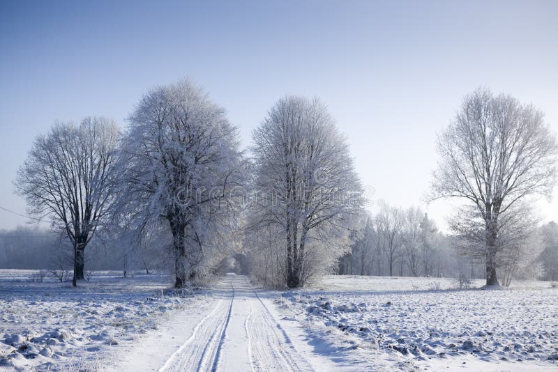 Rim on the tree stock photo. Image of trunk, sediment - 34012038