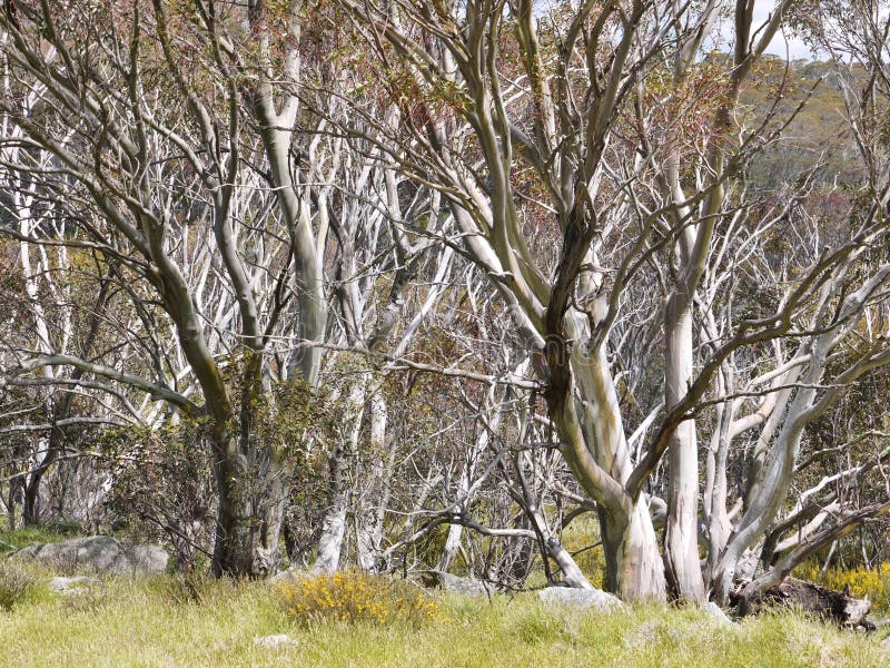 Rim of the Wood with Silver Trees Stock Image - Image of burn, scene ...