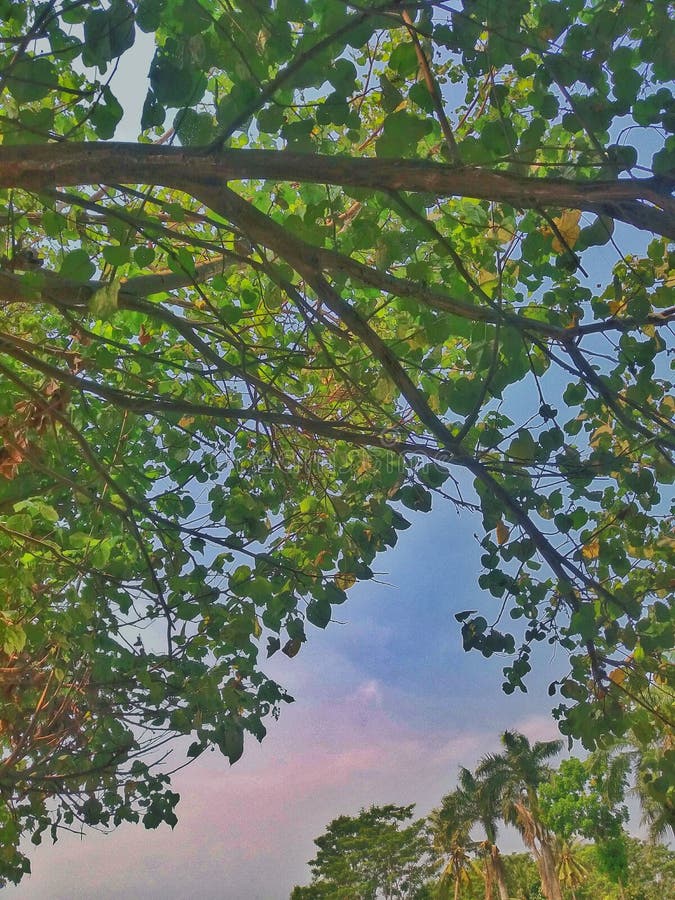 Rimbun stock foto. Image of nave, hemel, commercieel - 132205016