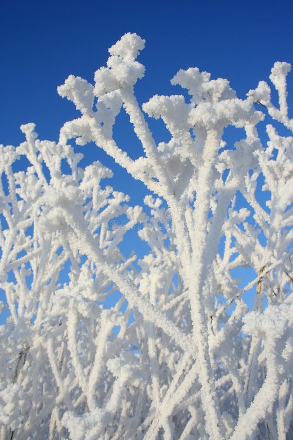 Rime stock image. Image of meadow, january, branch, natural - 17905059