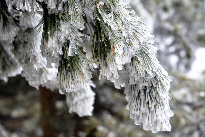 Rime stock image. Image of rime, winter, pine, transparent - 21568933