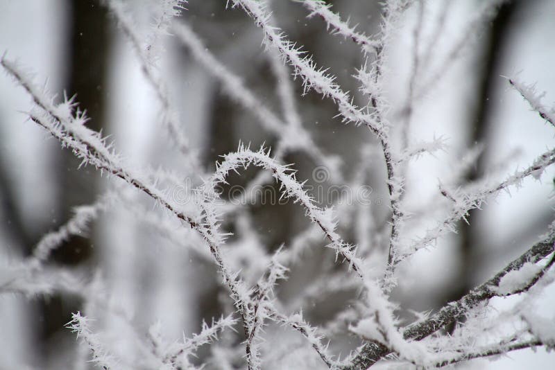 Spiky Rime Ice Coated Thin Branches in Winter Stock Photo - Image of ...