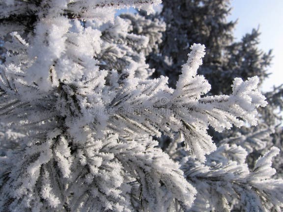 Rime on branch stock photo. Image of needles, wood, prickly - 8329488