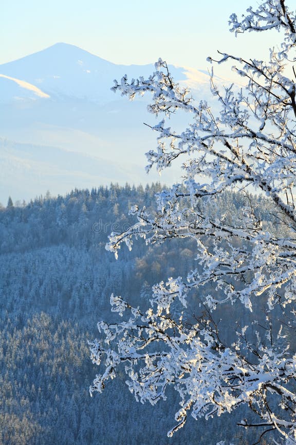 Rime Covered Trees in Winter Mountain Stock Image - Image of tree, rime ...