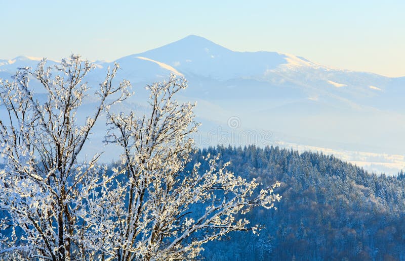 Rime Covered Trees in Winter Mountain Stock Image - Image of evening ...
